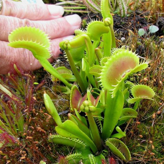 Venus FlyTrap Dente “Saw Tooth” - WonkaPlants