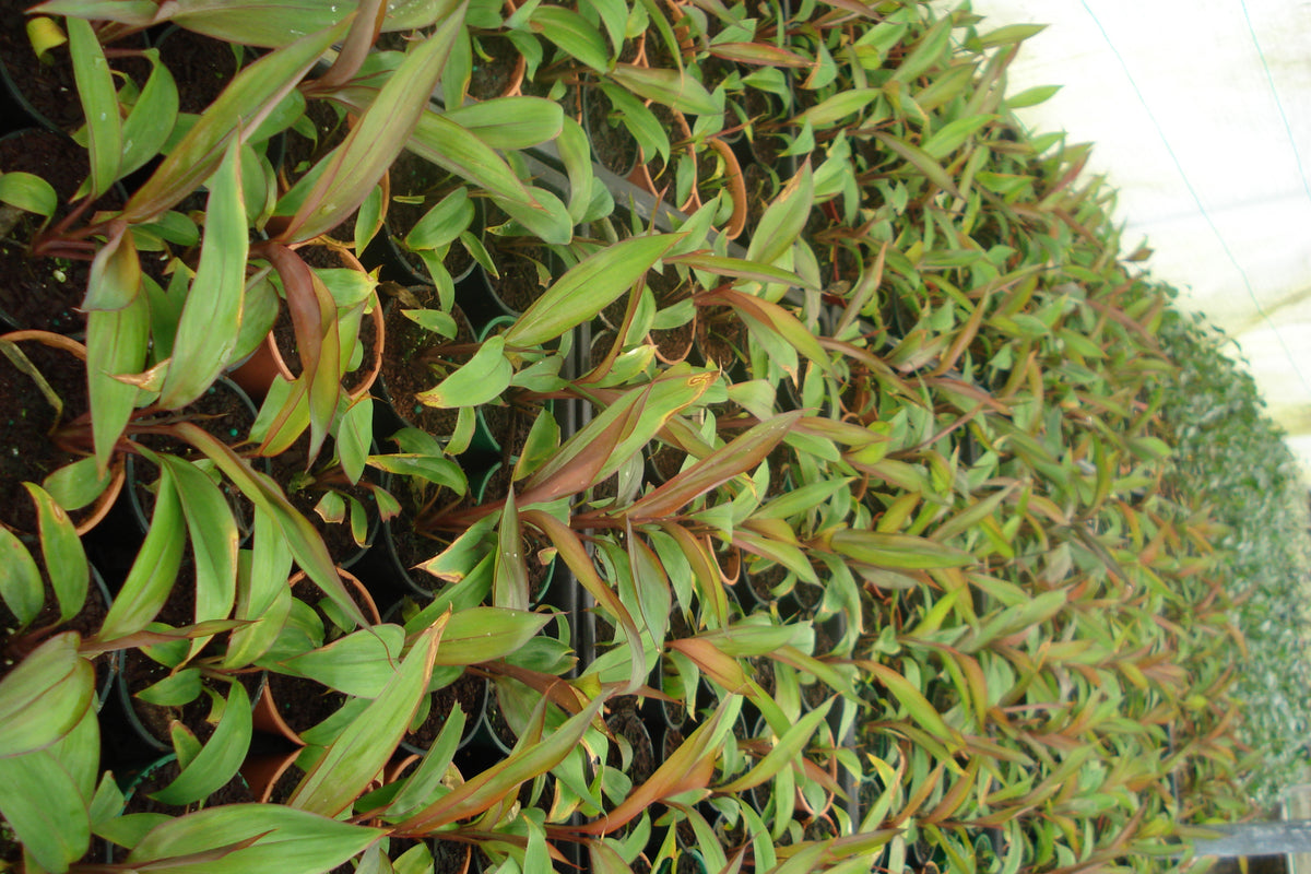 Cordyline Terminalis Ruby - WonkaPlants